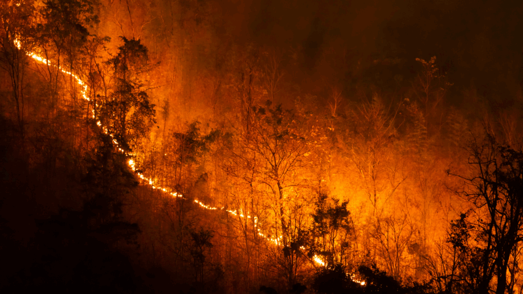 Insights into Wildfire Management: Pakistan's Challenges and Strategies ...